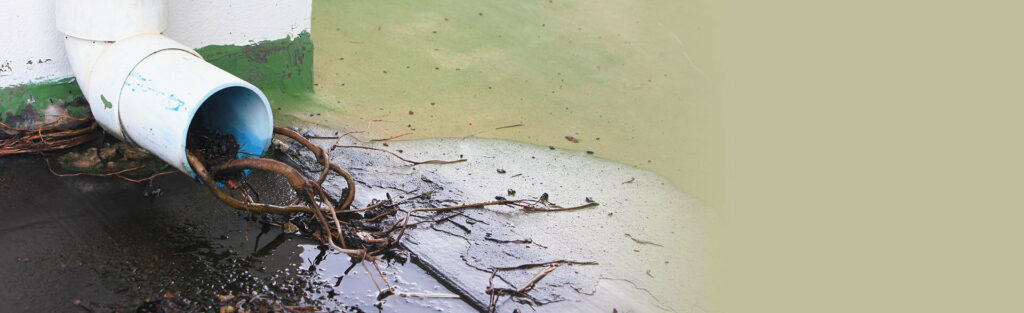 Tree Roots in Drains | Blockage Doctor